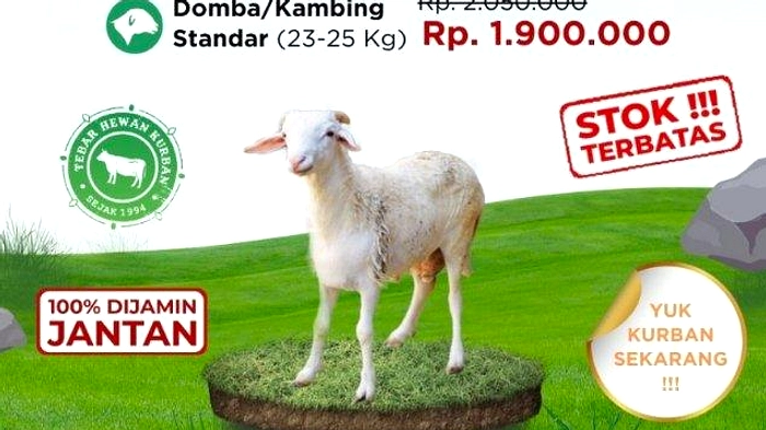 Harga Kambing Kurban Makassar 2026: Rp 2,5–5,5 Juta, Tetap Stabil ...