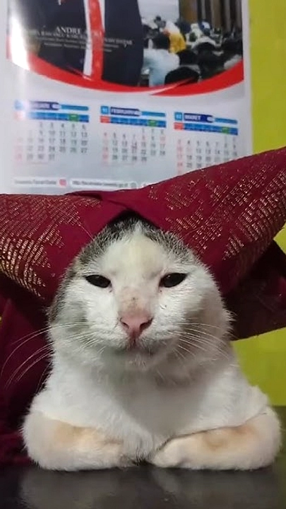 Kematian Kucing Meme Bobo Onde Mande Akibat Virus Calici | Bisik.id