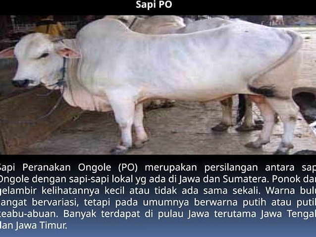 Prabowo Donasi Sapi Kurban 600kg untuk Masjid Nurul Jannah | Bisik.id