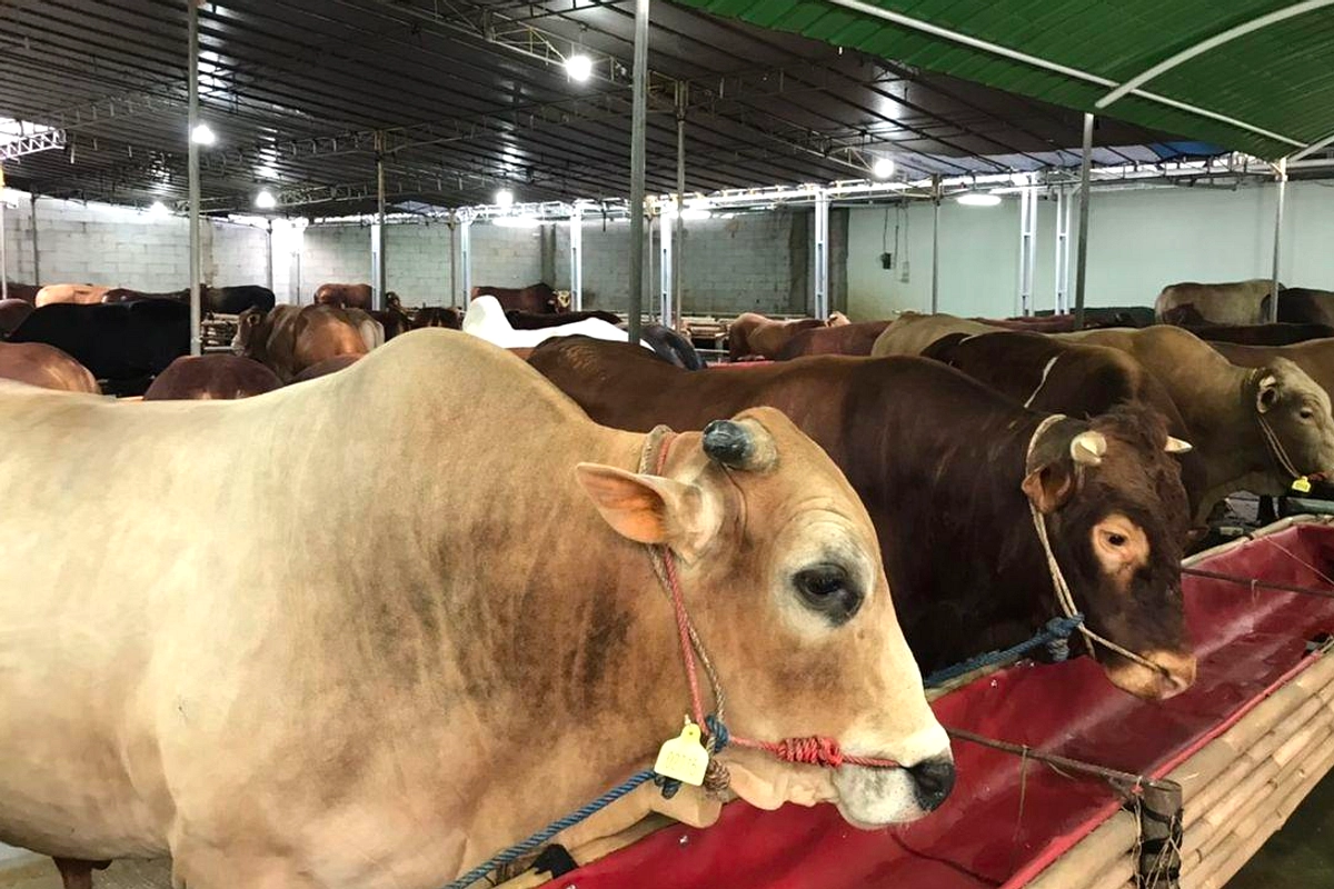 Sapi Amok Masuk Toko Kamera Bogor, Viral di Sosial Media | Bisik.id