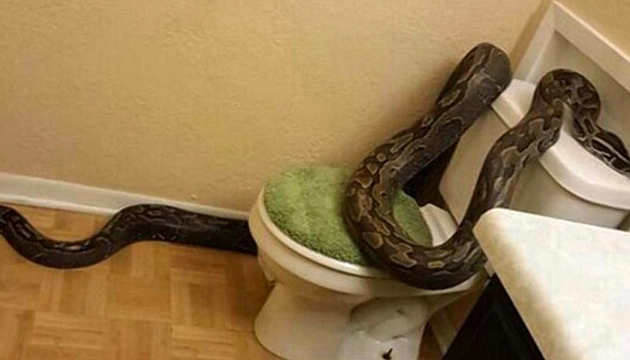 Ular Masuk Kamar Mandi dan Toilet? Ini Penyebabnya | Bisik.id